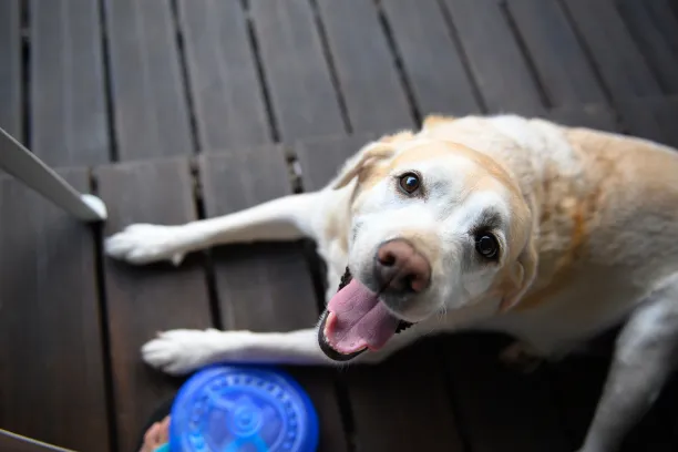 Pet Care & Expert Tips | Best Practices for a Happy, Healthy Pet